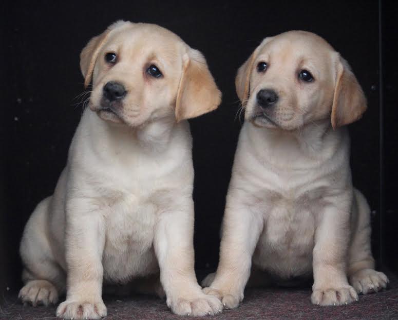 LABRADOR štenci