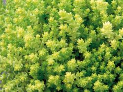 Sedum acre aureum