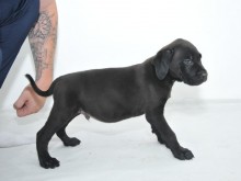 Cane corso stenci