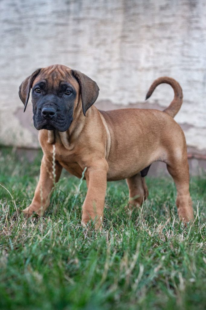 Presa Canario štenci