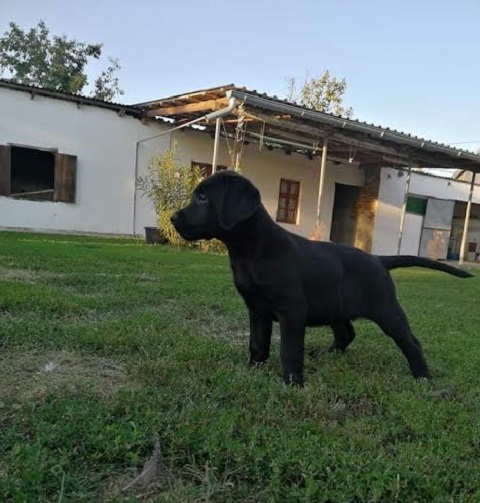 Labrador retriver