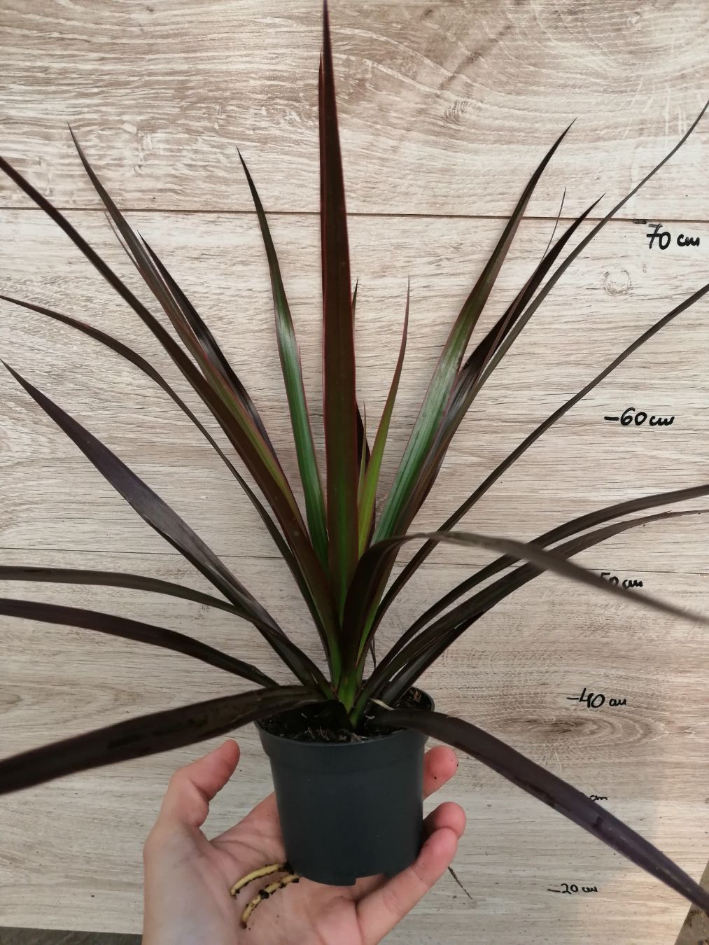 Dracena