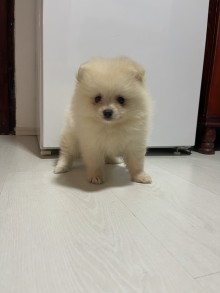 Pomeranac boo krem zensko stene - lilly