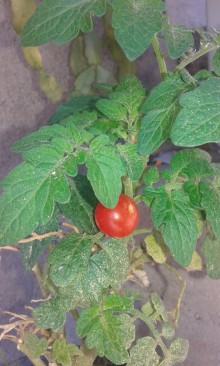 Ceri paradajz crveni balkonski seme