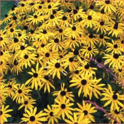 P0116 - Rudbeckia fulgida