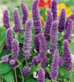 Agastache blue and white-P085 - 3 sadnice