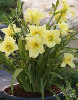 Hemerocallis Fragrant Returns P617