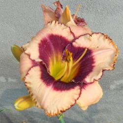 Hemerocallis Daring Deception P410