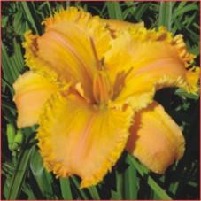 Hemerocallis Colonel Mustard P00626