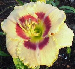 Hemerocallis Custard Candy P519