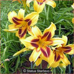 Hemerocallis Bonanza P0108