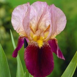 IRIS GERMANICA AMBASSADEUR P282