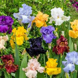 P256 - IRIS GERMANICA MIX-3 sadnice