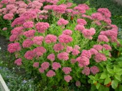 P258 - Sedum spectabile-debela koka