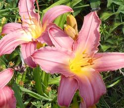 Hemmerocallis Cara Mia – P688