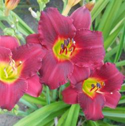 P533-Hemerocallis Pardon Me-1 sadnica