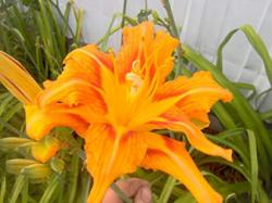 HEMEROCALLIS Double Orange P00510