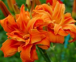 P99701 - Hemerocallis Apricot Beauty