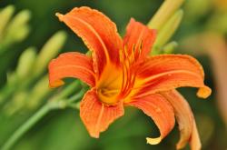 HEMEROCALLIS Single orange P301