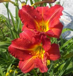 P0107 - Hemerocallis Red Rum