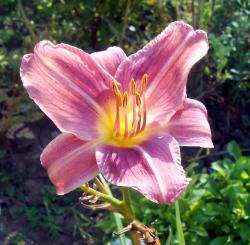 Hemerocallis Blue Eyes P414