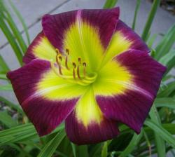 Hemerocallis Night Beacon P409