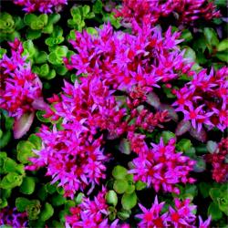 P444-Sedum purpurteppich-1 sadnica