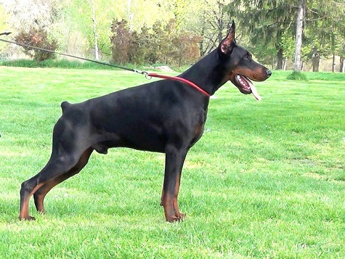 Doberman stenci