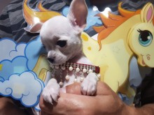 Mini princess chihuahue