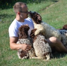 Prodaja lagotto romagnolo