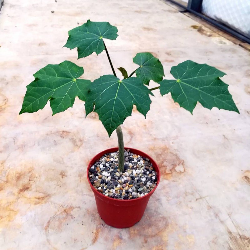 Jatropha seme (Jatropha curcas)