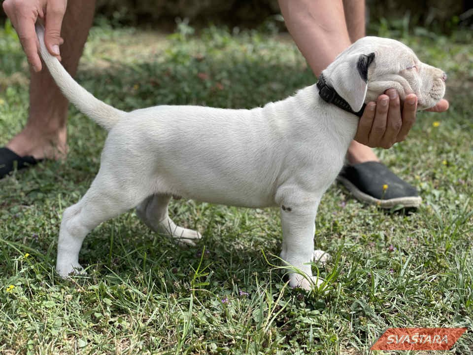 Stenci DOGO ARGENTINO vrhunskog porekla