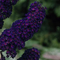 Buddleia davidii