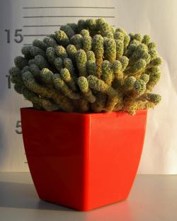 KAKTUS Mammillaria Gracilis