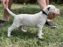 Stenci dogo argentino odlicnog porekla