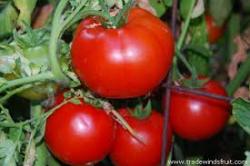 paradajz krupan-stara sorta