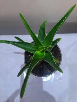 Aloe vera- biljka sa slika- veca