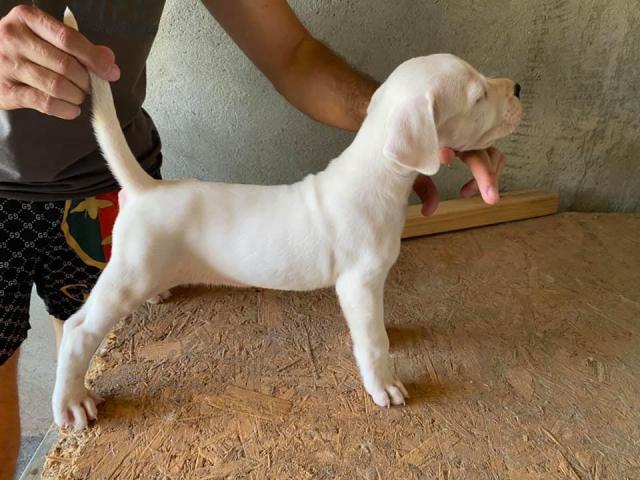 Dogo Argentino, štenci