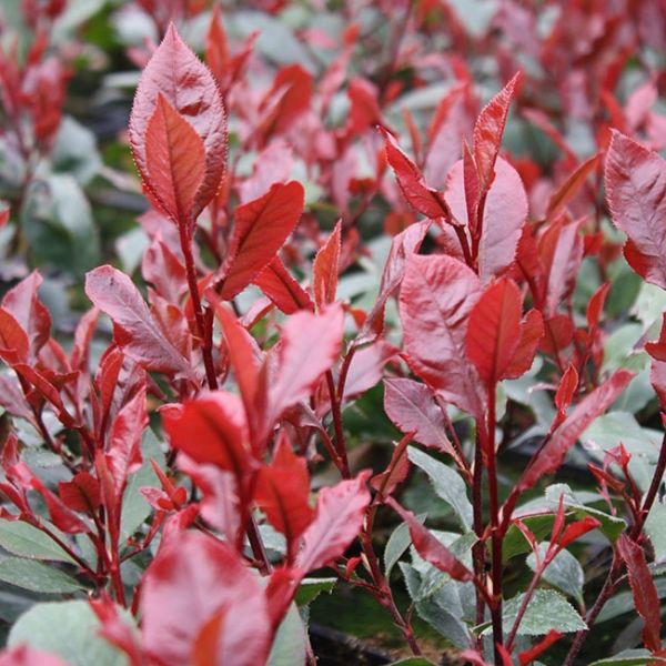 Photinia x fraseri 'Little Red Robin' • P15 • 20/40 cm