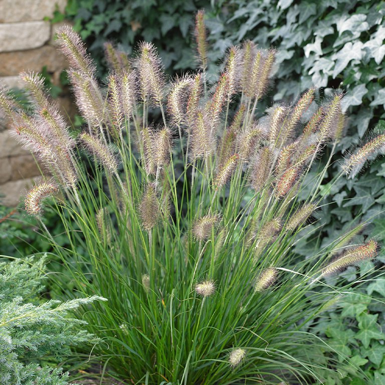 Pennisetum alopecuroides 1,5l