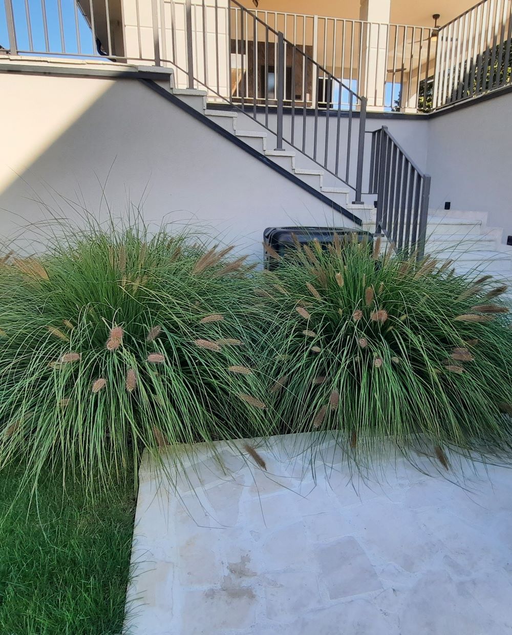 Pennisetum alopecuroides ‘Moudry’