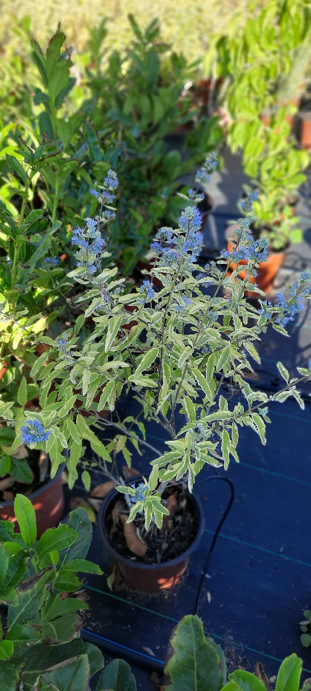 Caryopteris × clandonensis ‘Summer Sorbet’