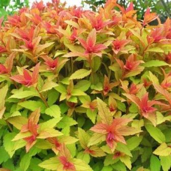 Spirea japonica Goldflame