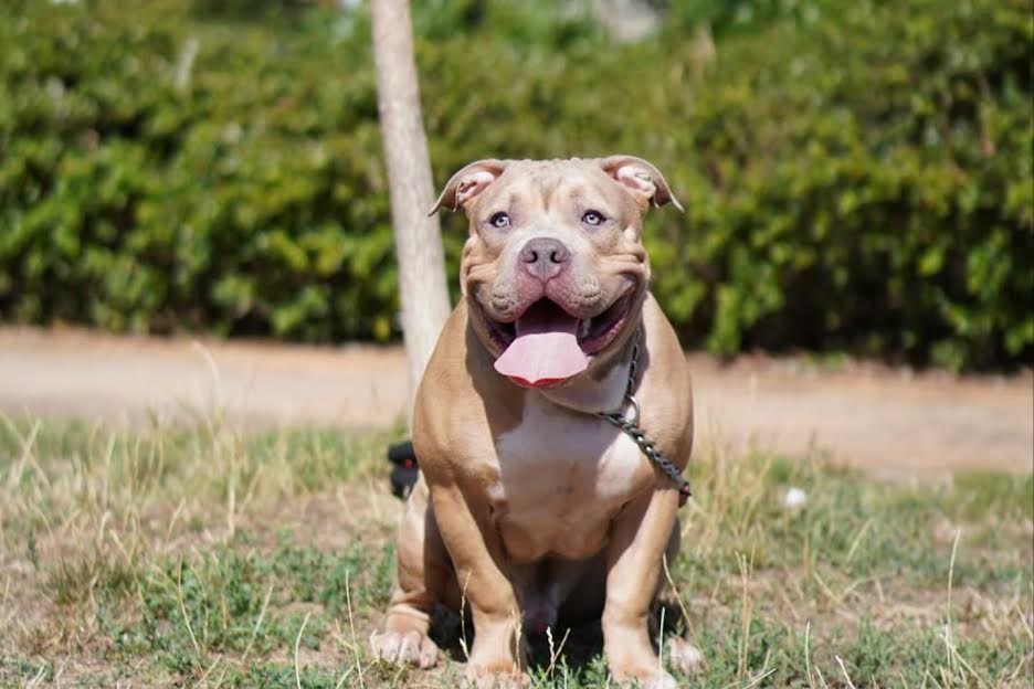 American Bully Pocket / Standard