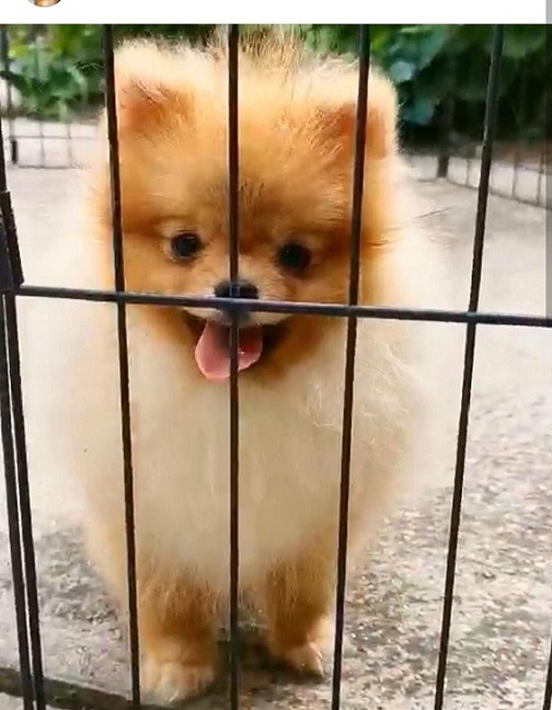 Pomeranac