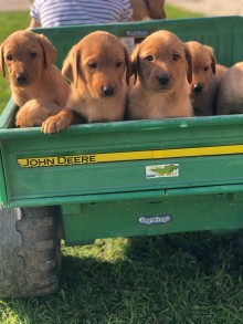 Predivni štenci labradora