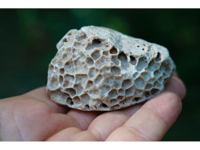 Fosil korala
