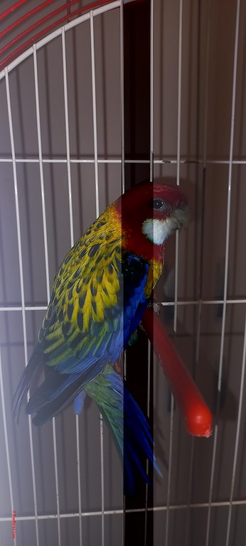 Papagaj Rozela