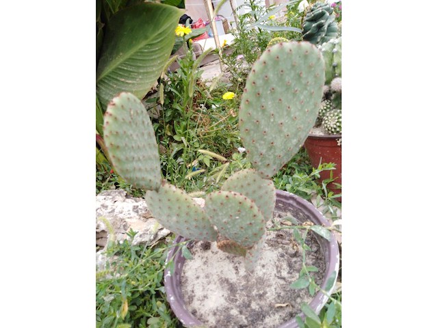 Veći kaktus