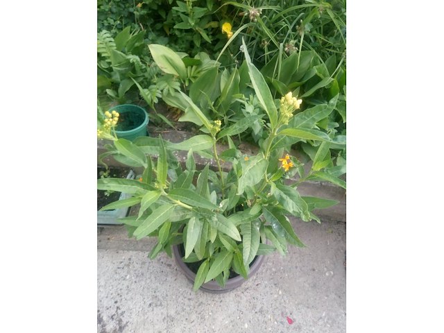 Liander grcki zuti- 10 semena